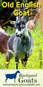 Old English Goat - Breed Profile - Goat Journal